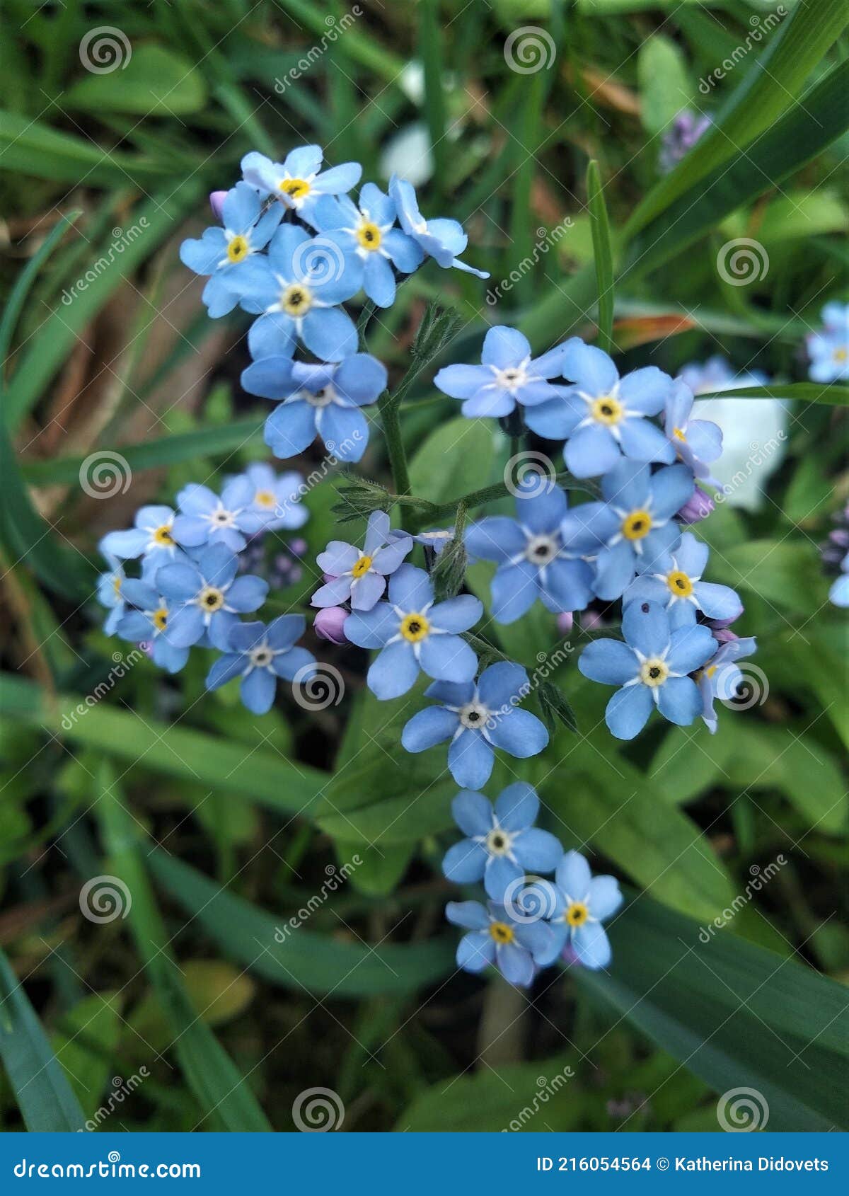 Blue flowers in spring stock photo. Image of evergreen - 216054564