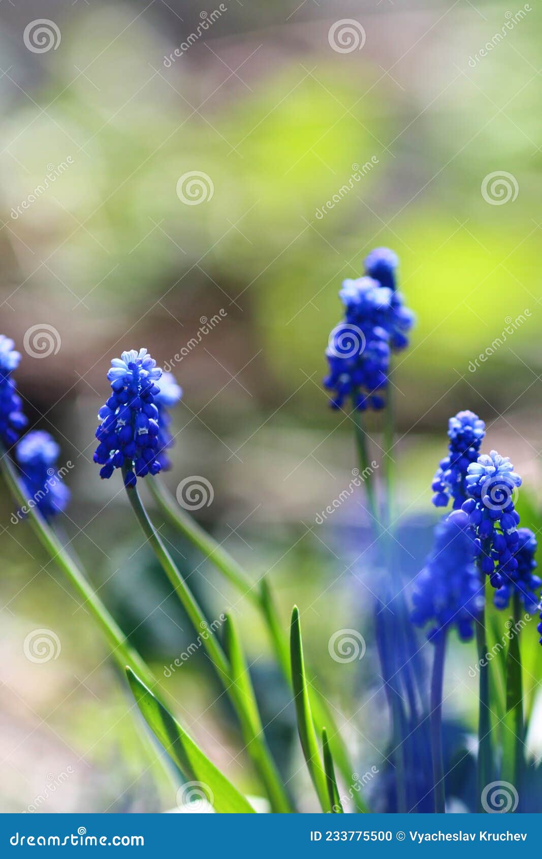 Blue flowers in spring stock photo. Image of field, wildflower - 233775500