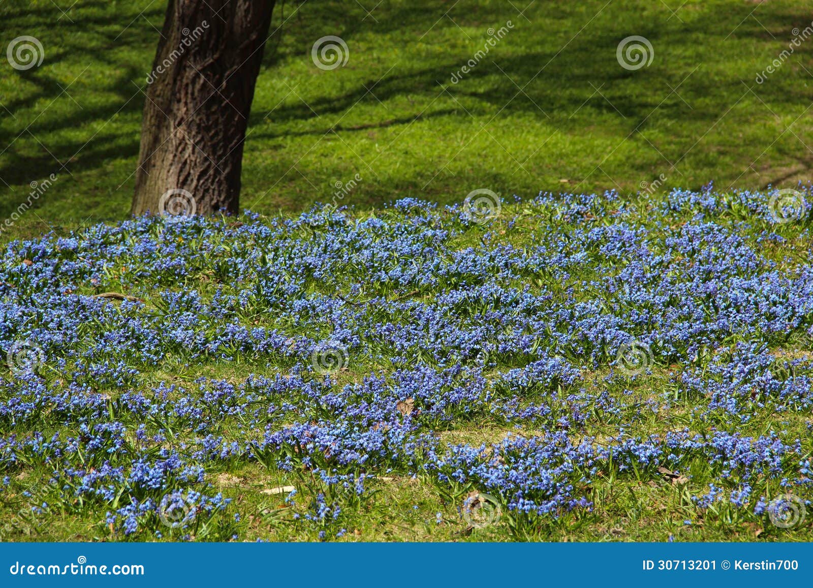 Blue flowers in spring stock image. Image of flower, shadows - 30713201
