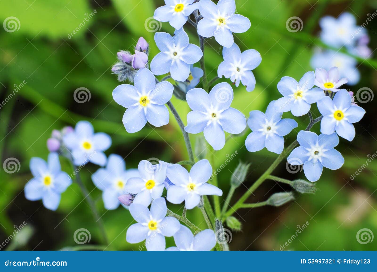 Blue Flowers on a Spring Meadow Stock Image - Image of june, garden ...