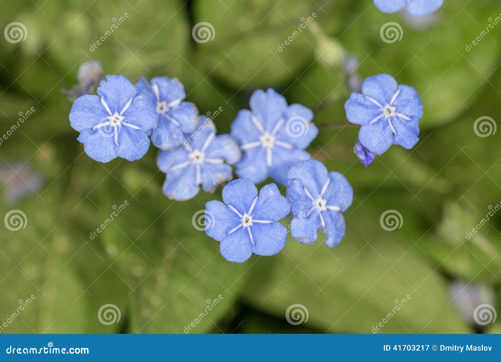 Blue flowers in spring stock image. Image of vibrant - 41703217