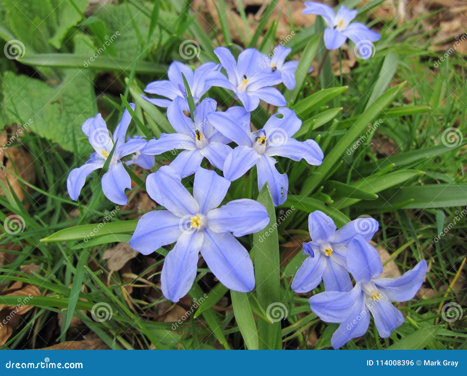 Spring Blue stock photo. Image of blue, flowers, plants - 114008396