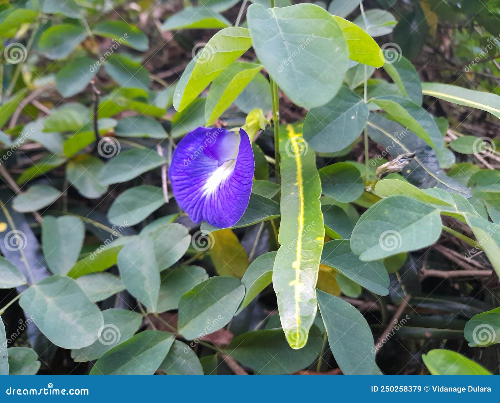Blue Flowers, Srilankan Flowers Stock Image - Image of blueflowers ...