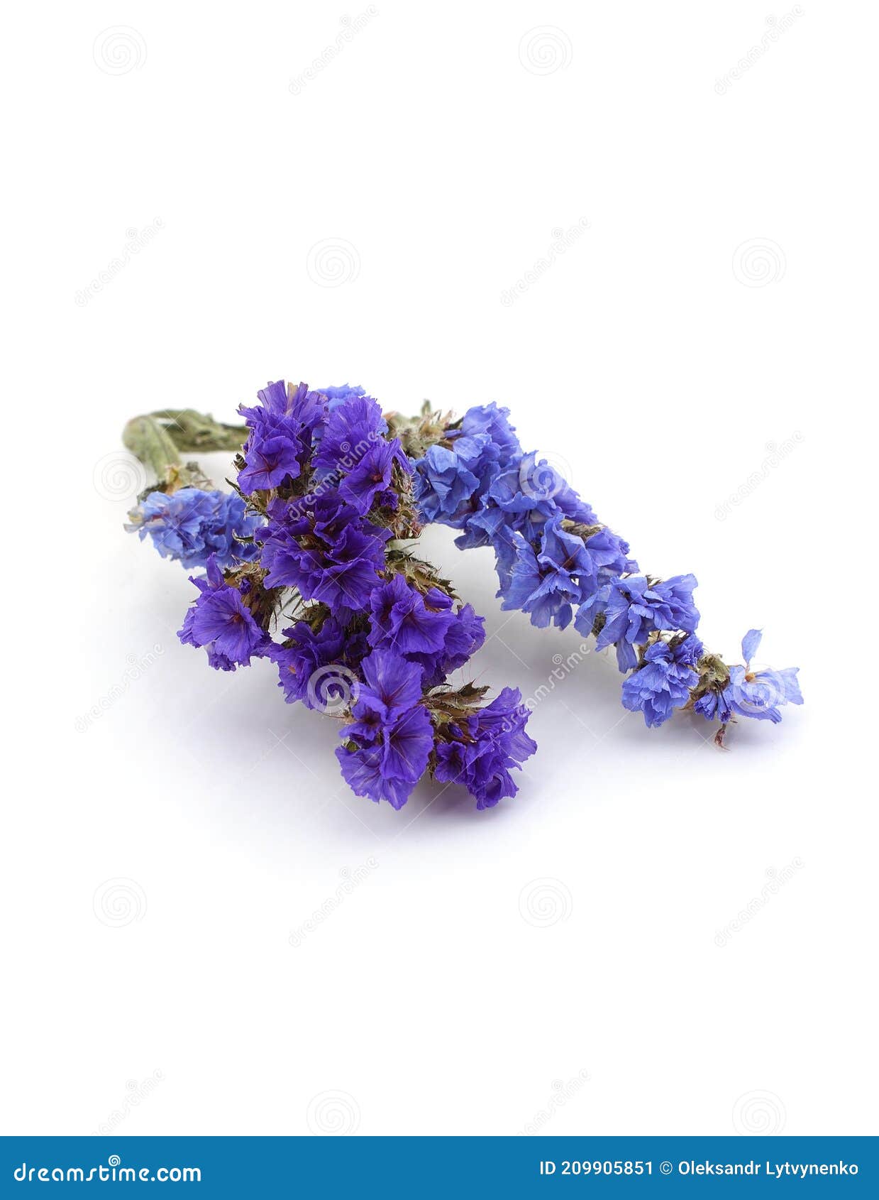 Statice Or Limonium Sinuatum Short Lived Perennial Plant With Small ...