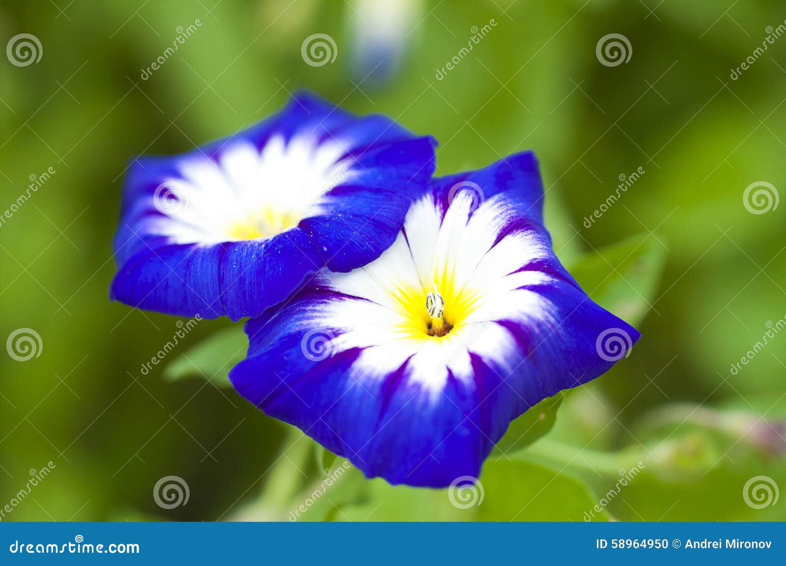 Blue flowers in the summer stock photo. Image of plant - 58964950