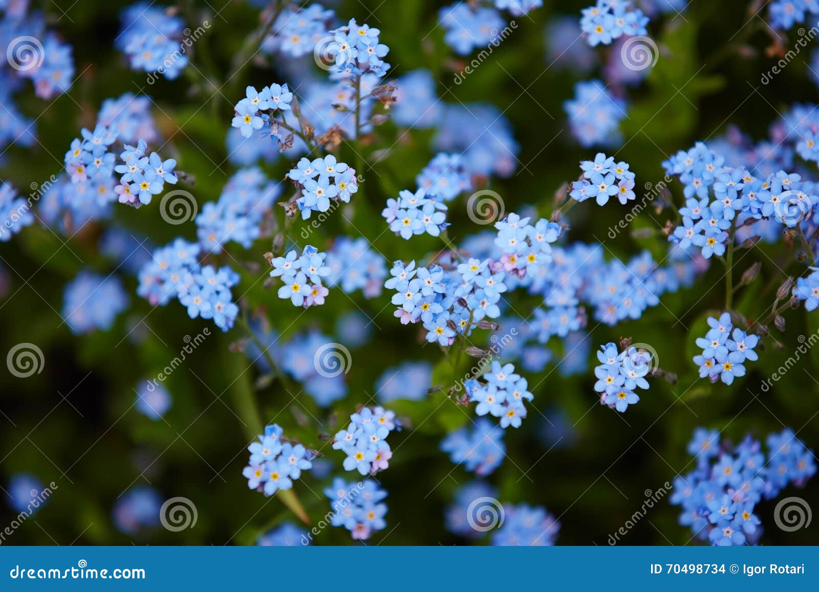 Blue flowers stock photo. Image of herb, field, petal - 70498734
