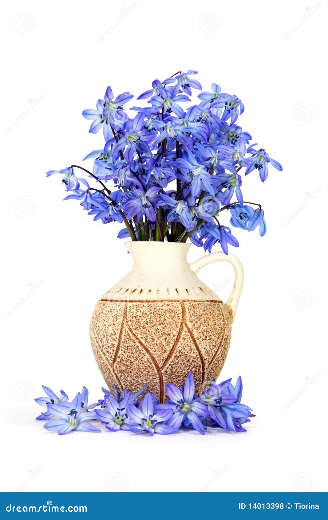 Blue flowers in the vase stock photo. Image of snowdrop - 14013398