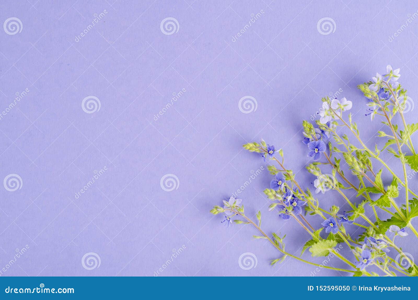 Blue Flowers of Veronica on Lilac Background. Stock Photo - Image of ...