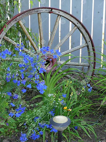 Blue Flowers & Wagon Wheel Stock Image - Image of daylilies, beauty: 597211