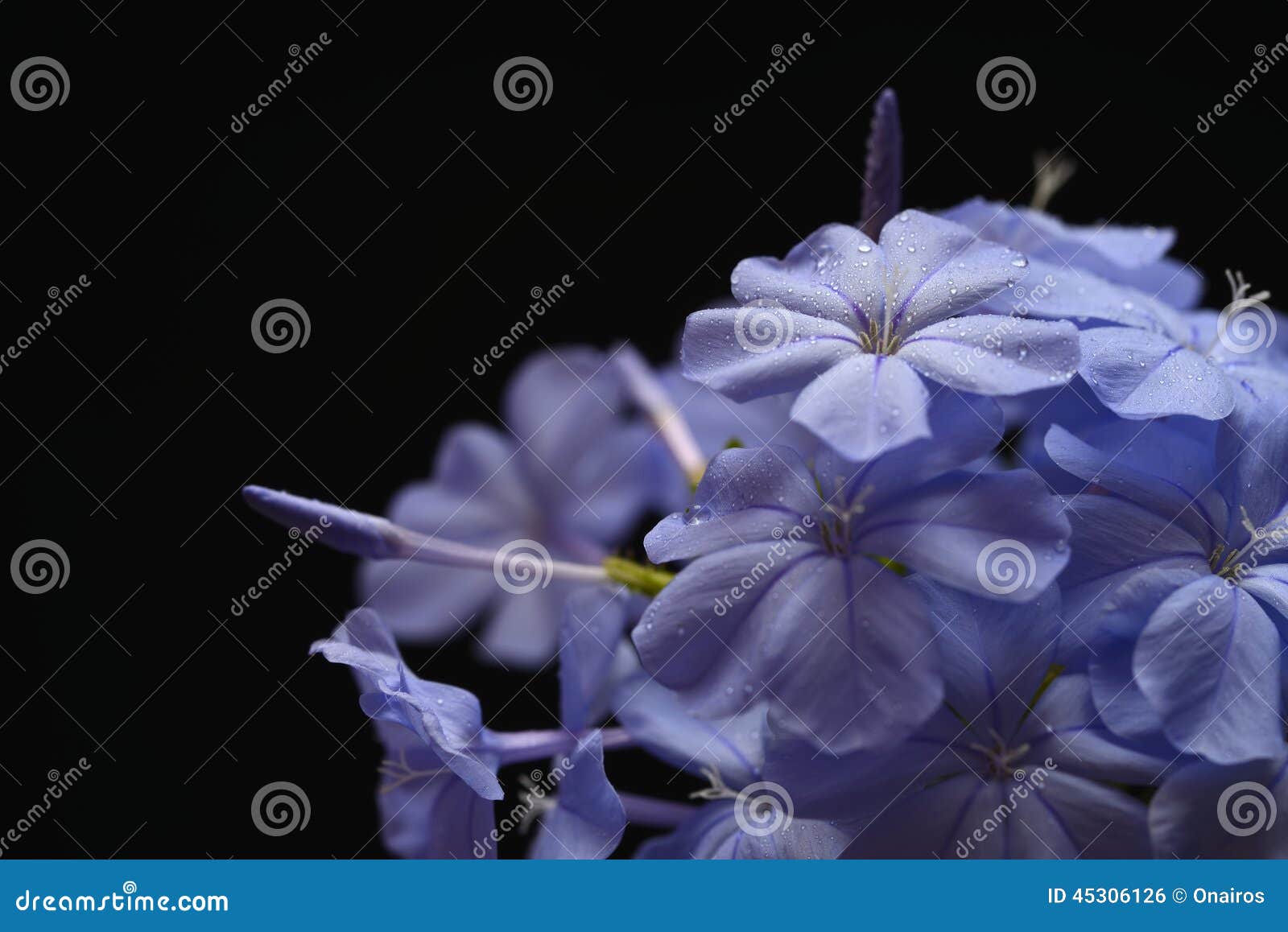 Blue flowers stock photo. Image of flowersand, bouquet - 45306126