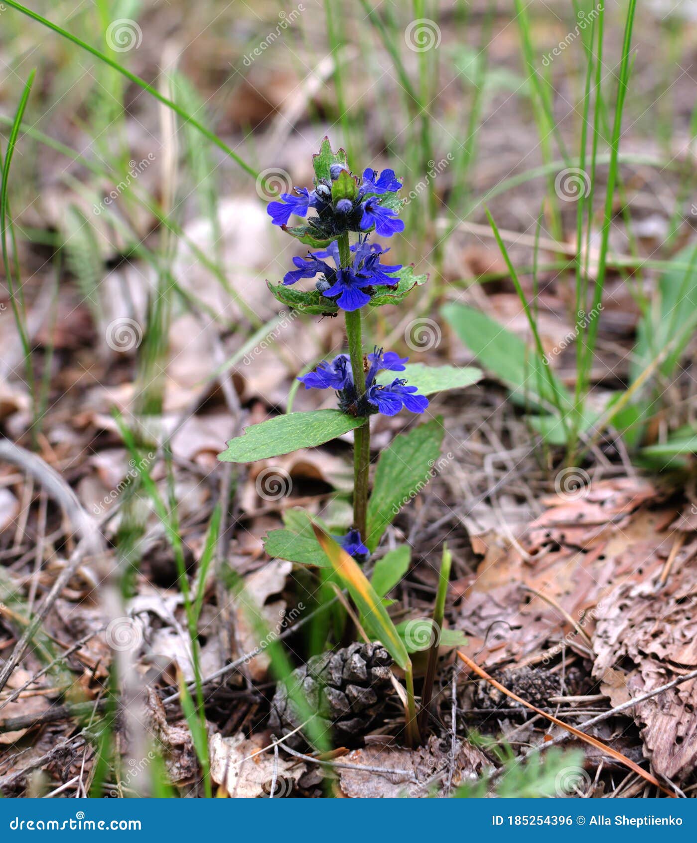 Blue Flowers in the Wild in the Forest Stock Photo - Image of blooming ...