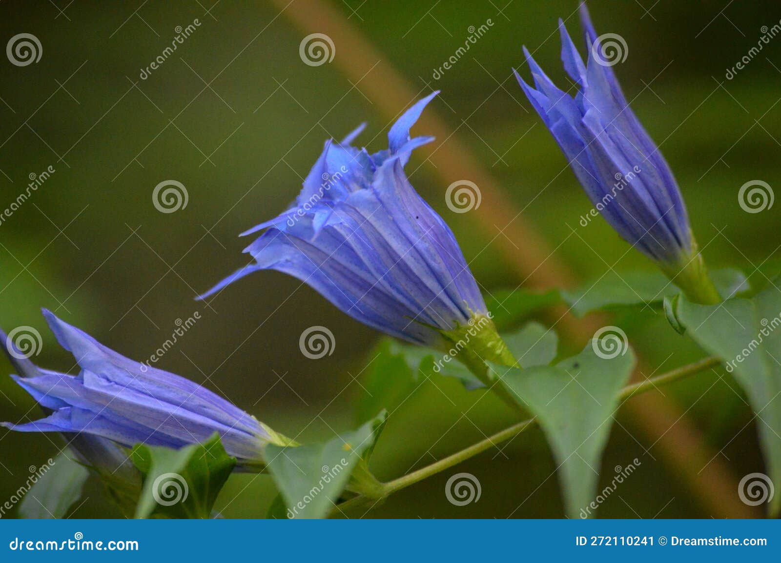 Blue Flowers of a Wild Plant Stock Image - Image of nature, flowers ...