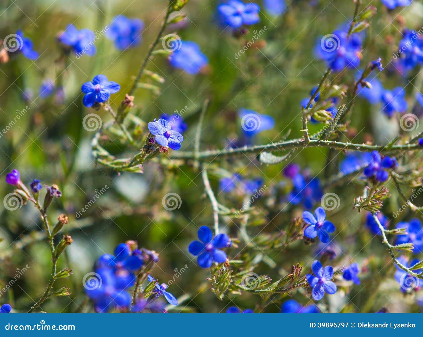 Blue flowers in the wild stock image. Image of toned - 39896797
