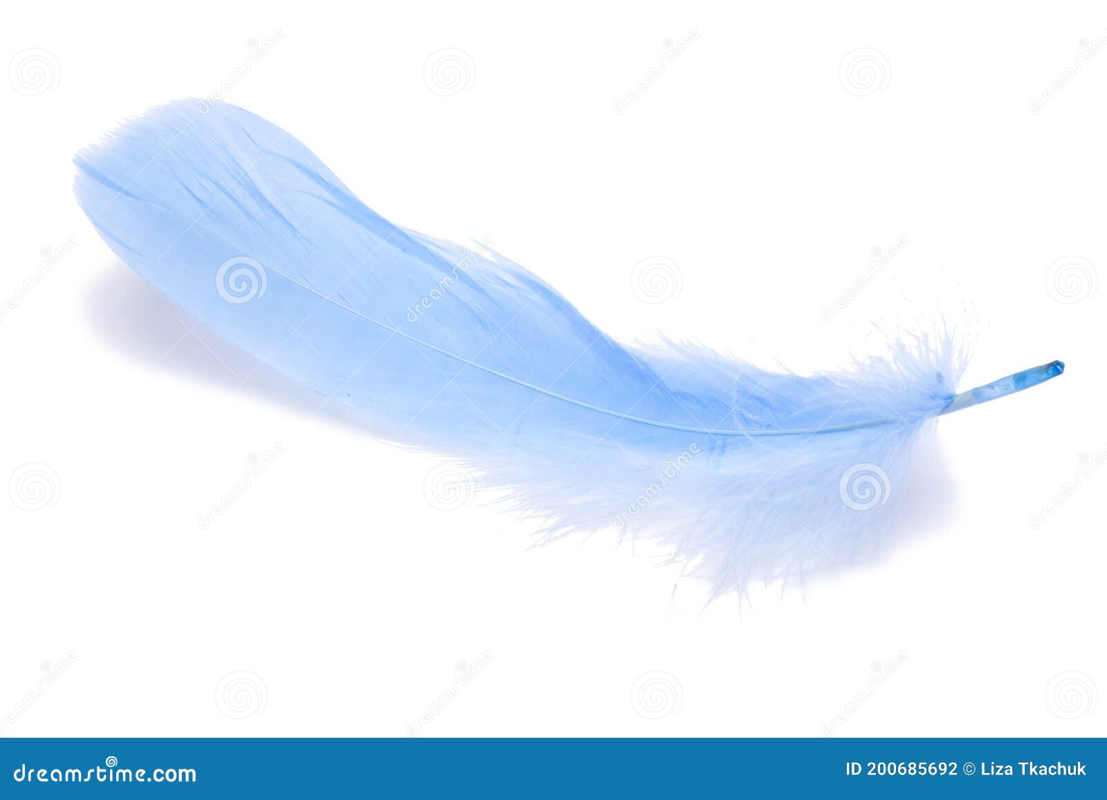 Blue Fluffy Feather Isolated on the White Stock Photo - Image of ...
