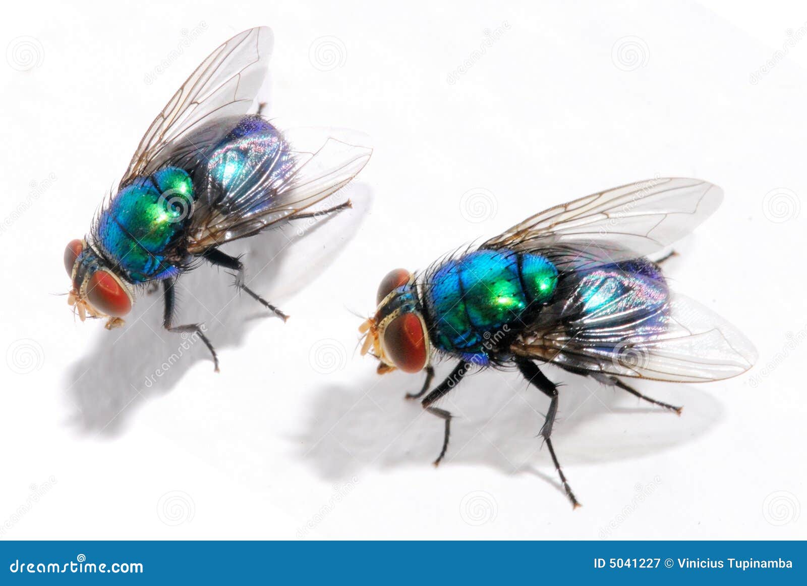 Blue Fly stock image. Image of close, detail, insect, fauna - 5041227