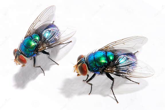 Blue Fly stock image. Image of close, detail, insect, fauna - 5041227