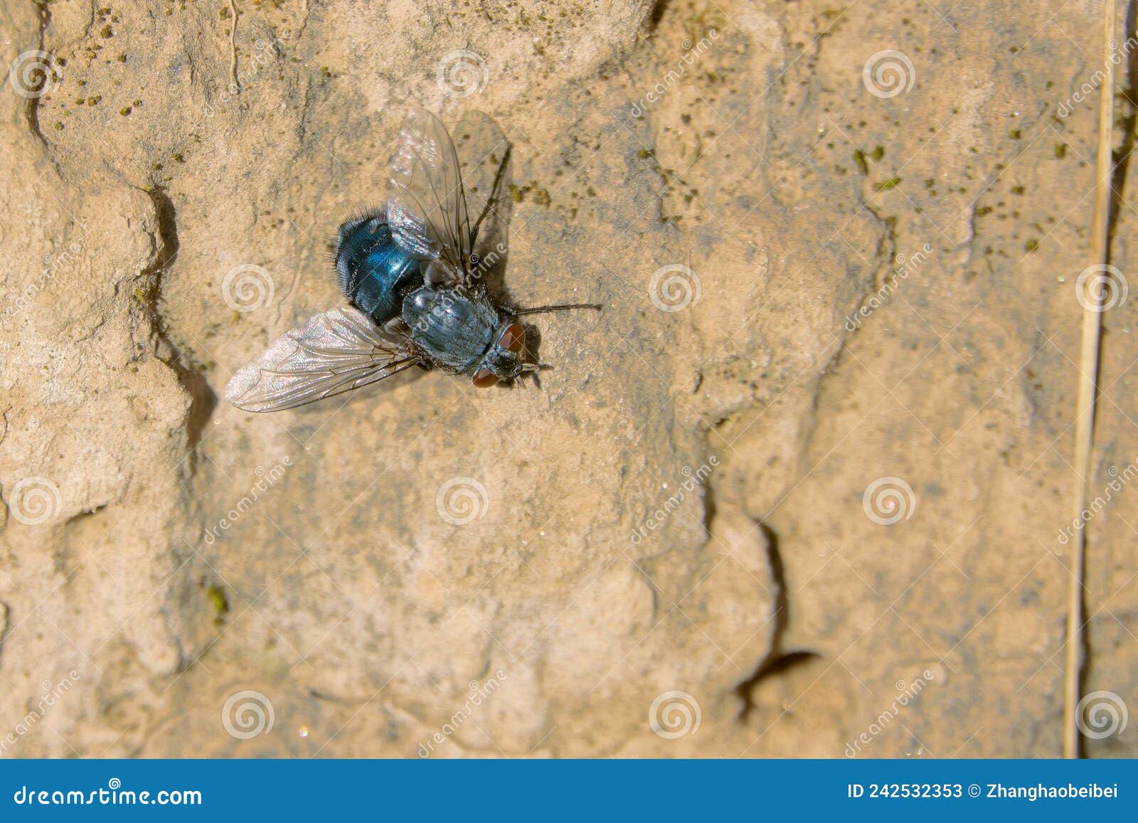 Blue fly stock image. Image of life, parasitic, insect - 242532353