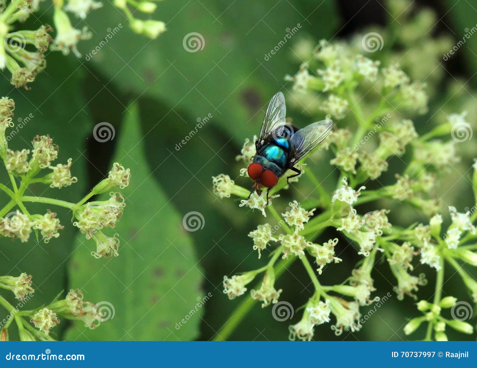 Blue Fly stock image. Image of blowfly, bottlebee, calliphora - 70737997
