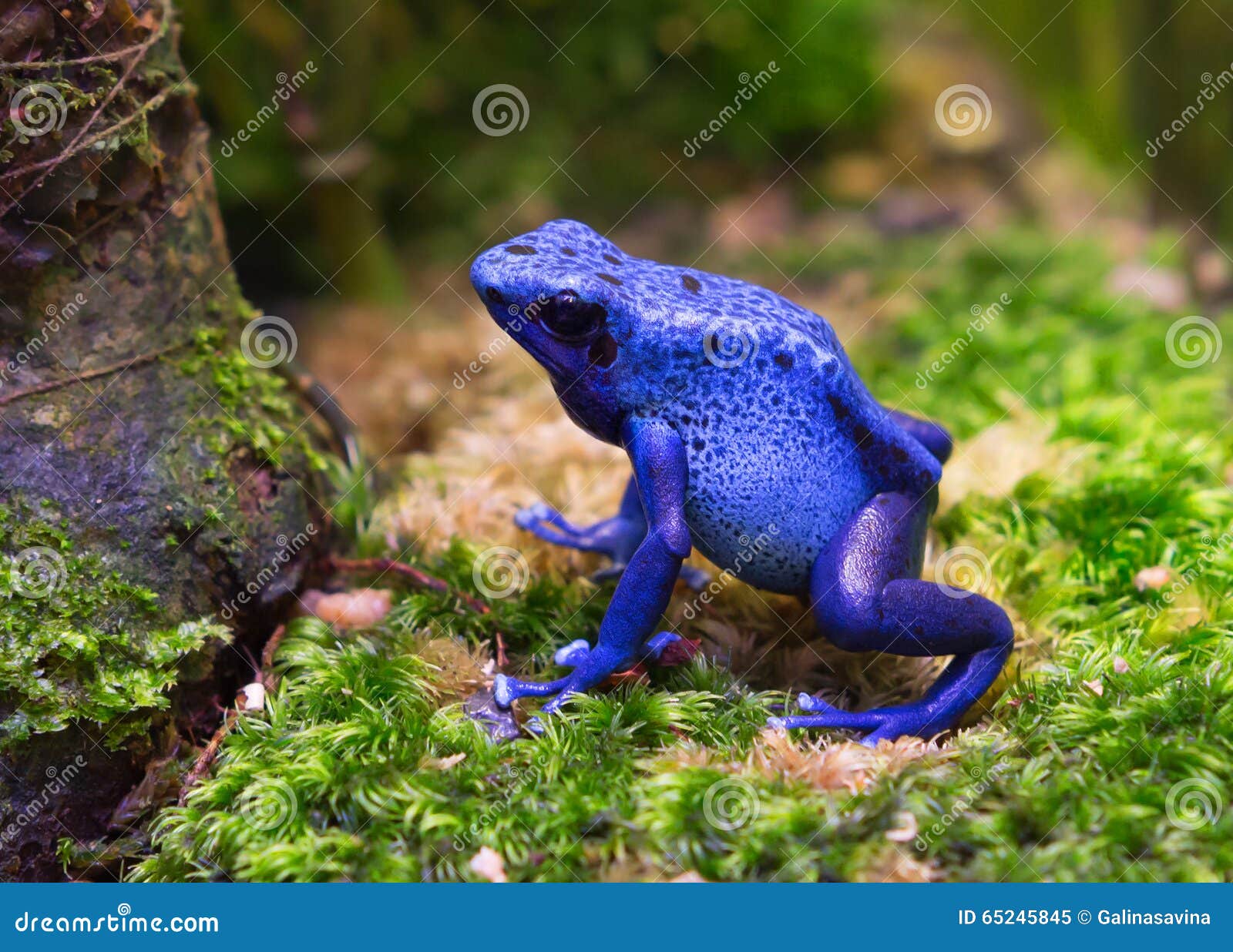 Blue flying frog stock image. Image of animal, amphibian - 65245845