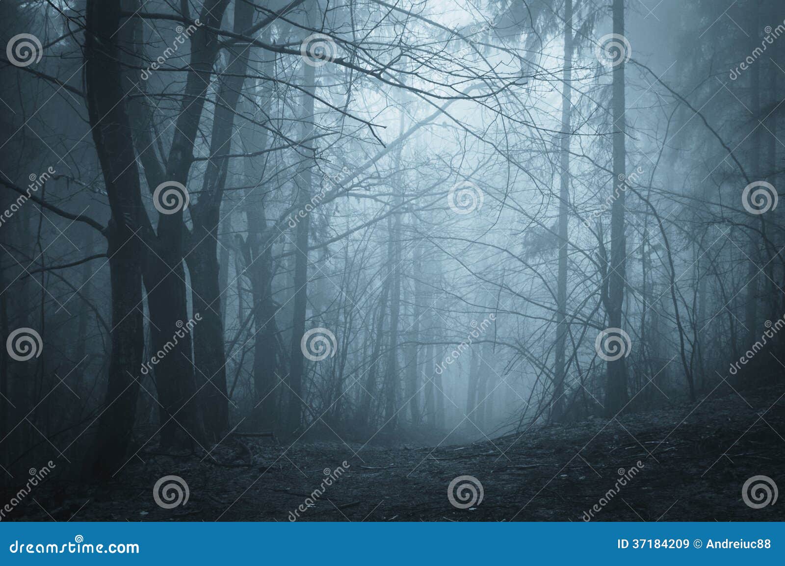 Blue Fog in a Dark Forest with Fog at Night Stock Image - Image of ...