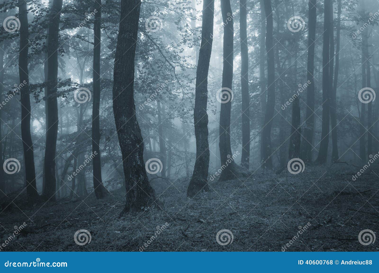 Blue Fog in a Mysterious Forest in Autumn Stock Photo - Image of dark ...