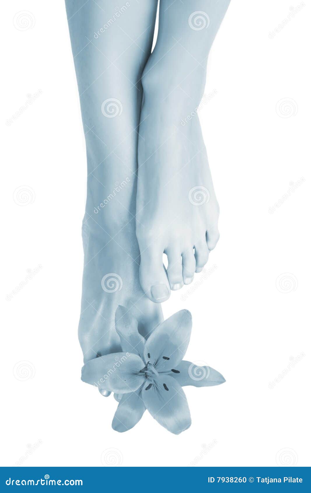Blue foot stock photo. Image of care, petals, perfection - 7938260