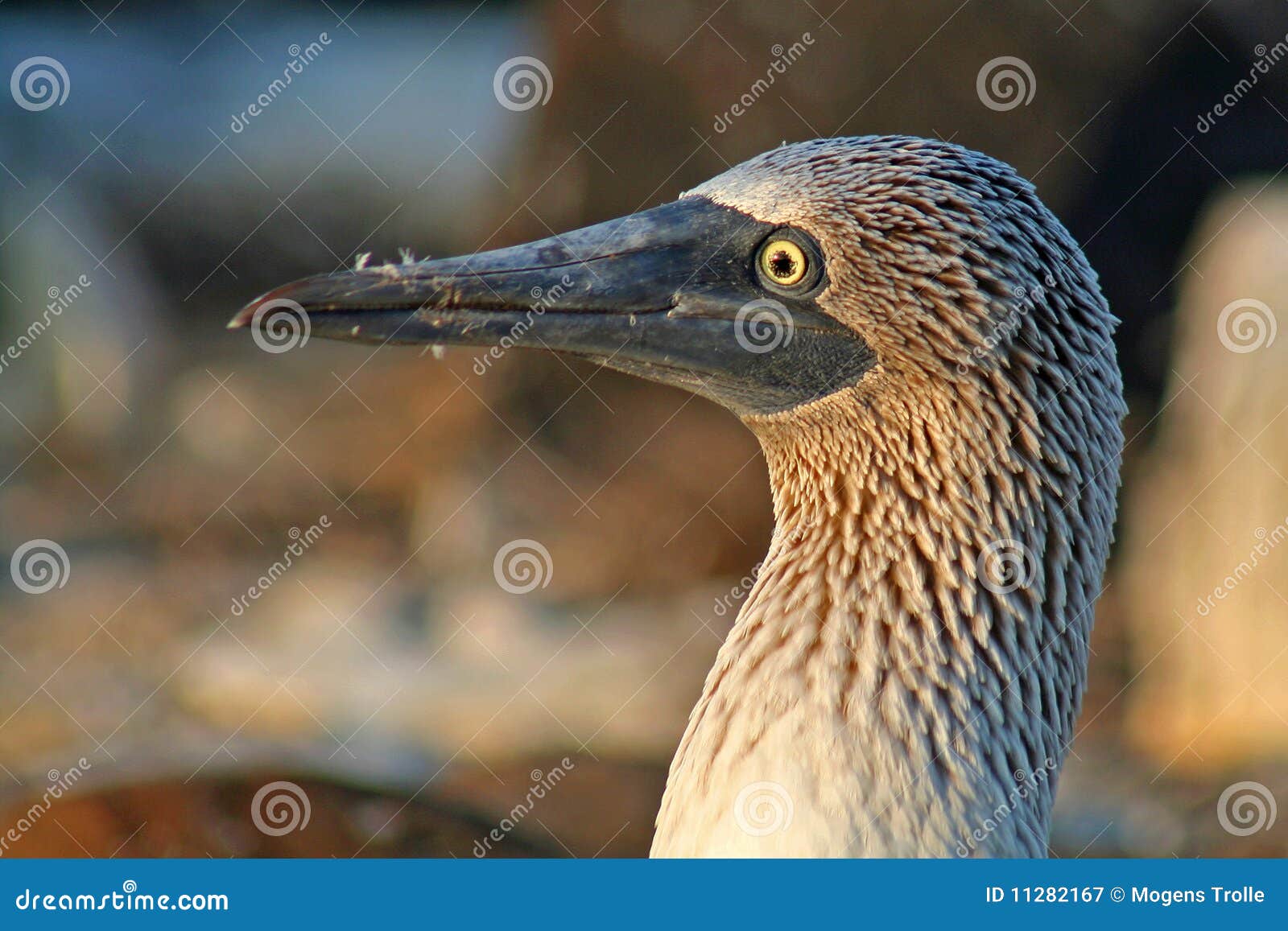 Blue-footed Bobby, Galapagos Islands Stock Image - Image of evolution ...