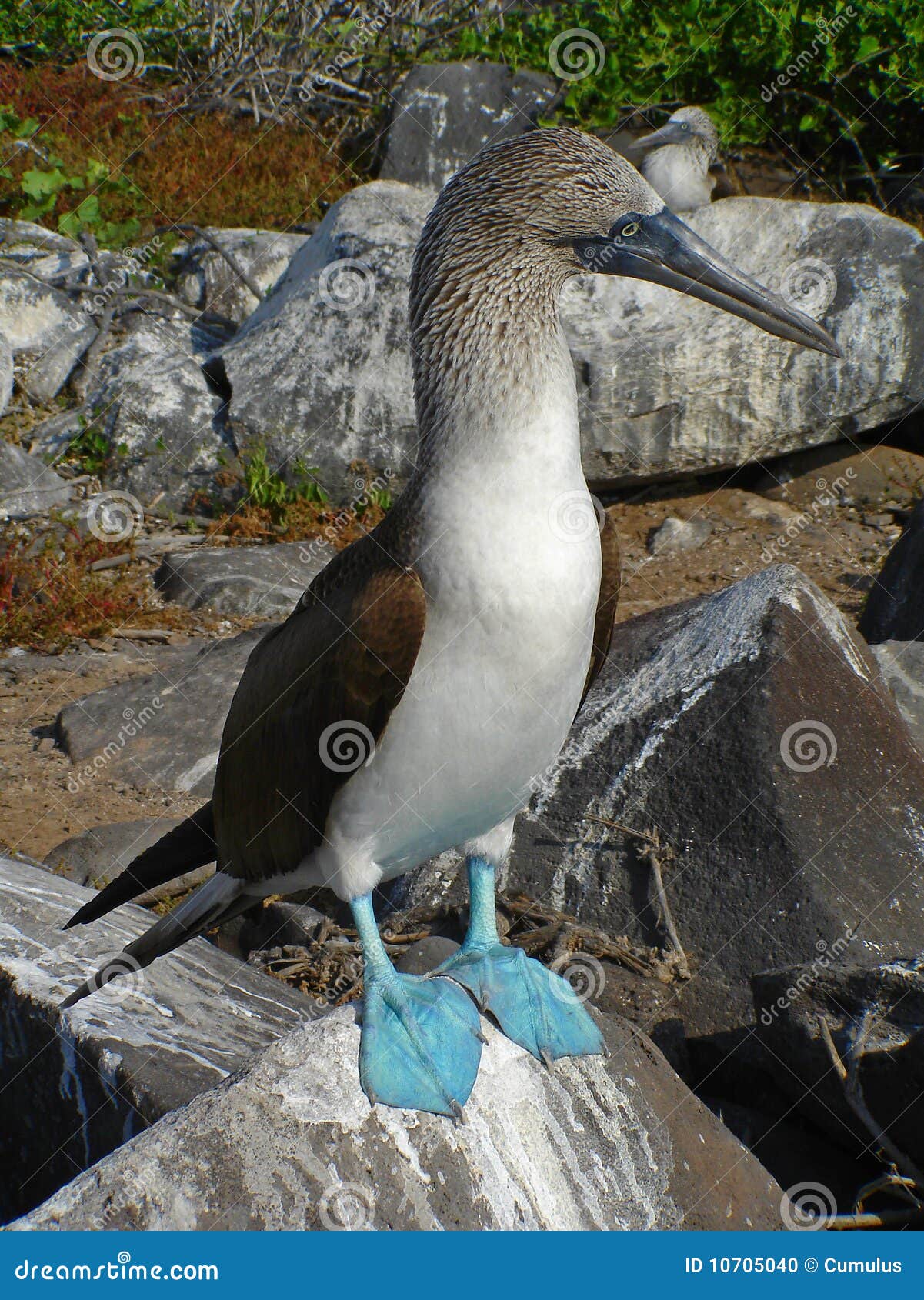 Blue-footed booby stock photo. Image of booby, nature - 10705040