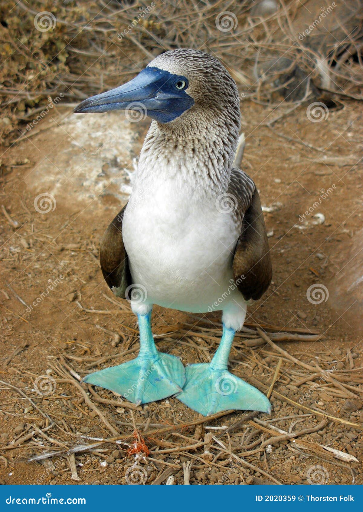 Blue-Footed Booby stock image. Image of island, blue, galapagos - 2020359