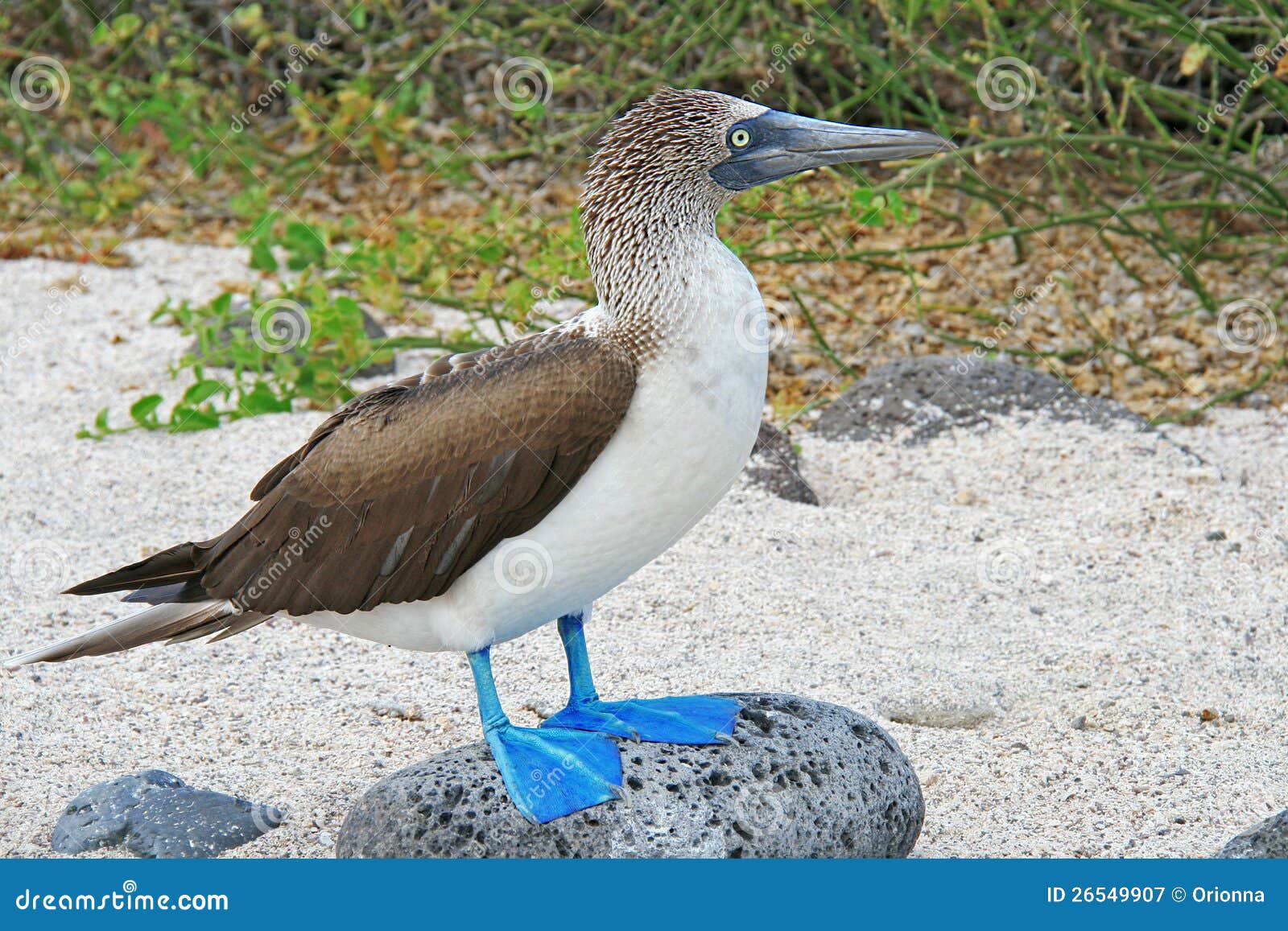 Blue Footed Booby stock image. Image of island, foot - 26549907