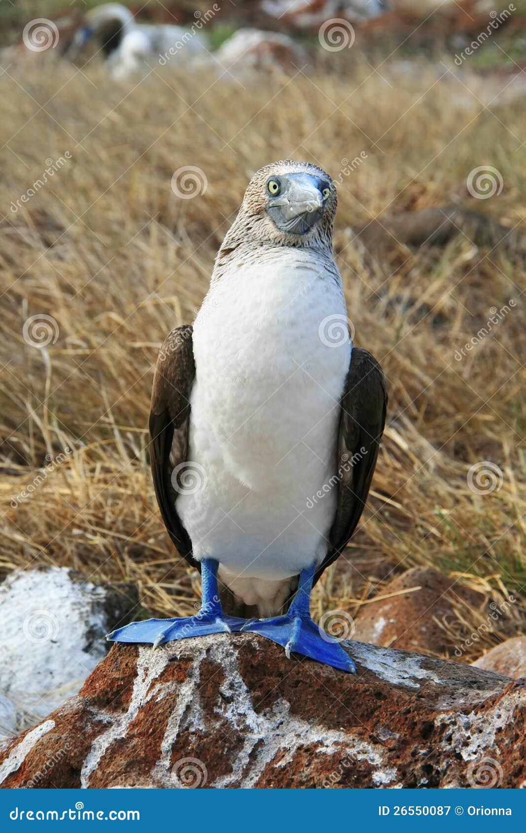 Blue Footed Booby stock image. Image of bird, conservation - 26550087