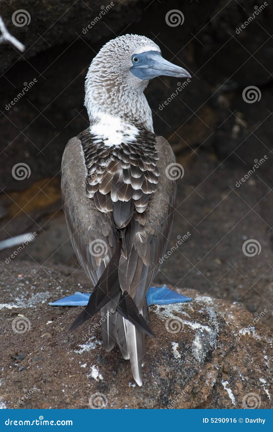 2,285 Wing Footed Stock Photos - Free & Royalty-Free Stock Photos from ...