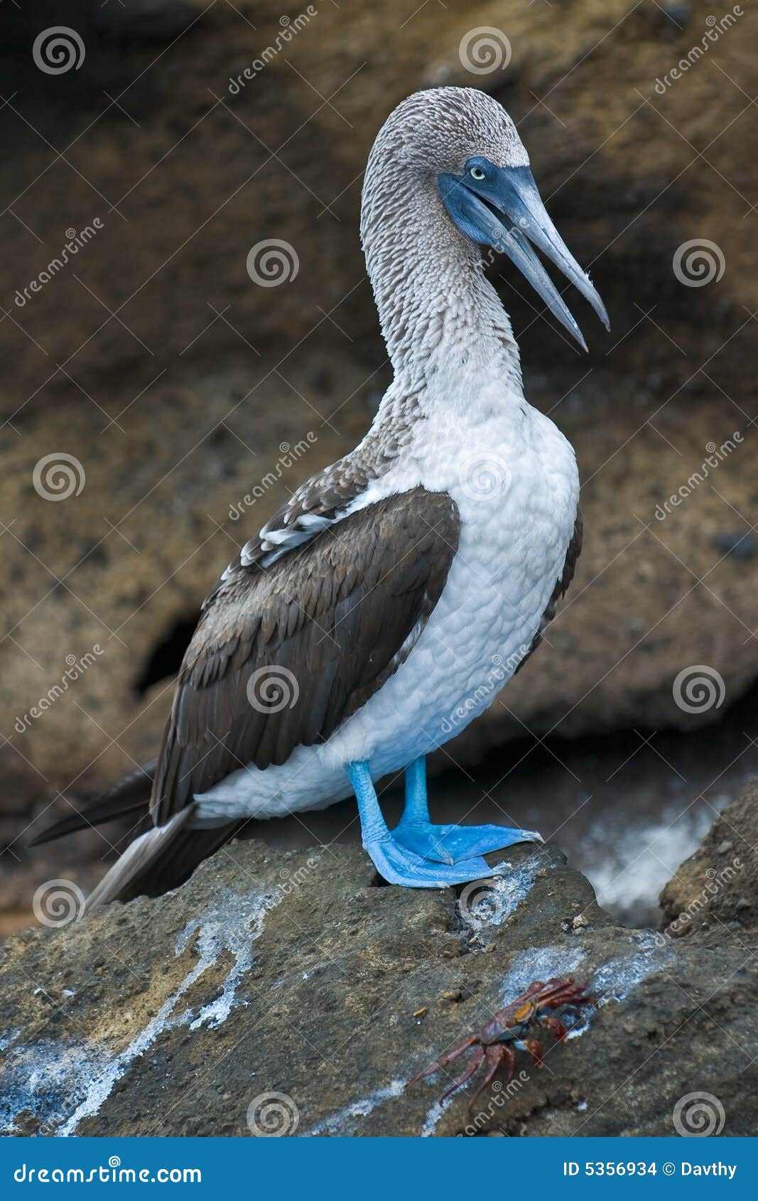 Blue-footed Booby stock photo. Image of nature, feet, animal - 5356934