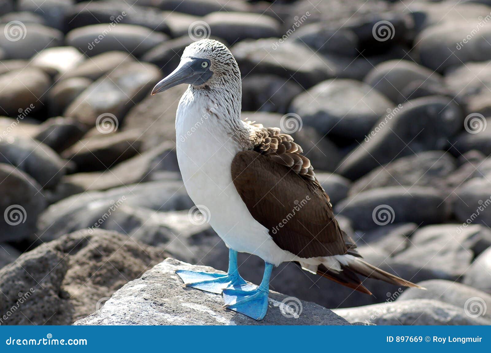 Blue footed booby stock image. Image of galapagos, proud - 897669