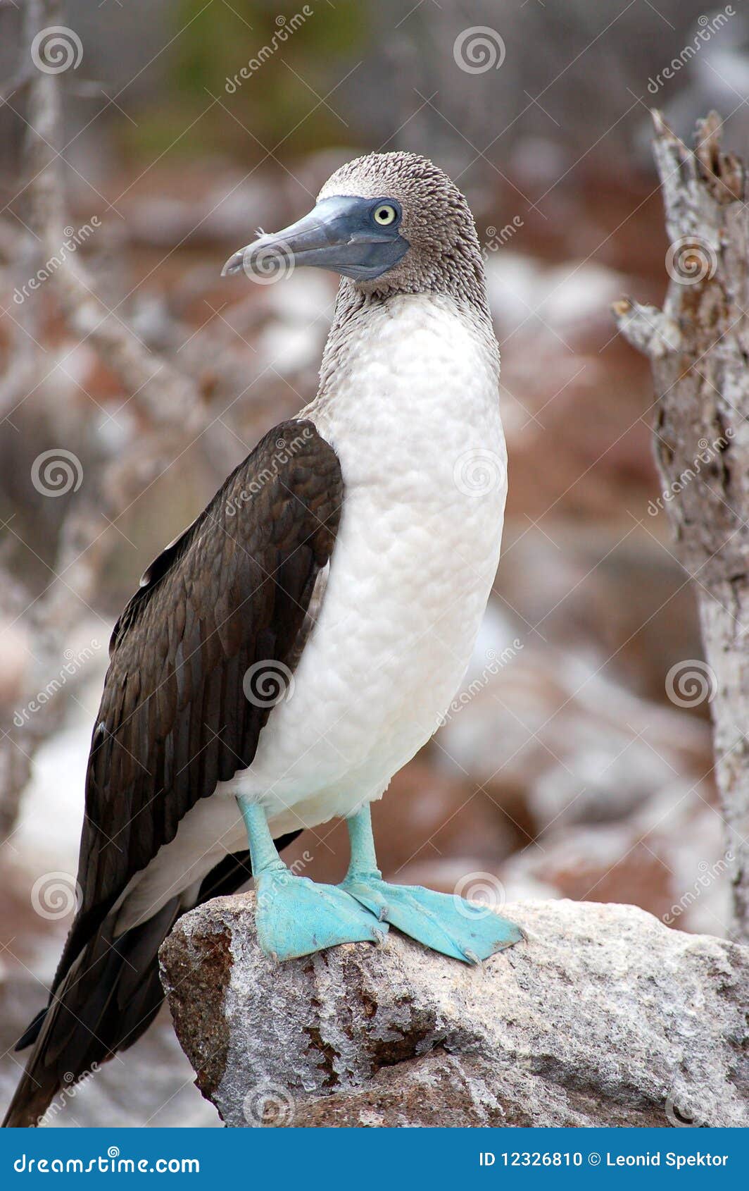 Blue-footed Booby bird. stock photo. Image of island - 12326810