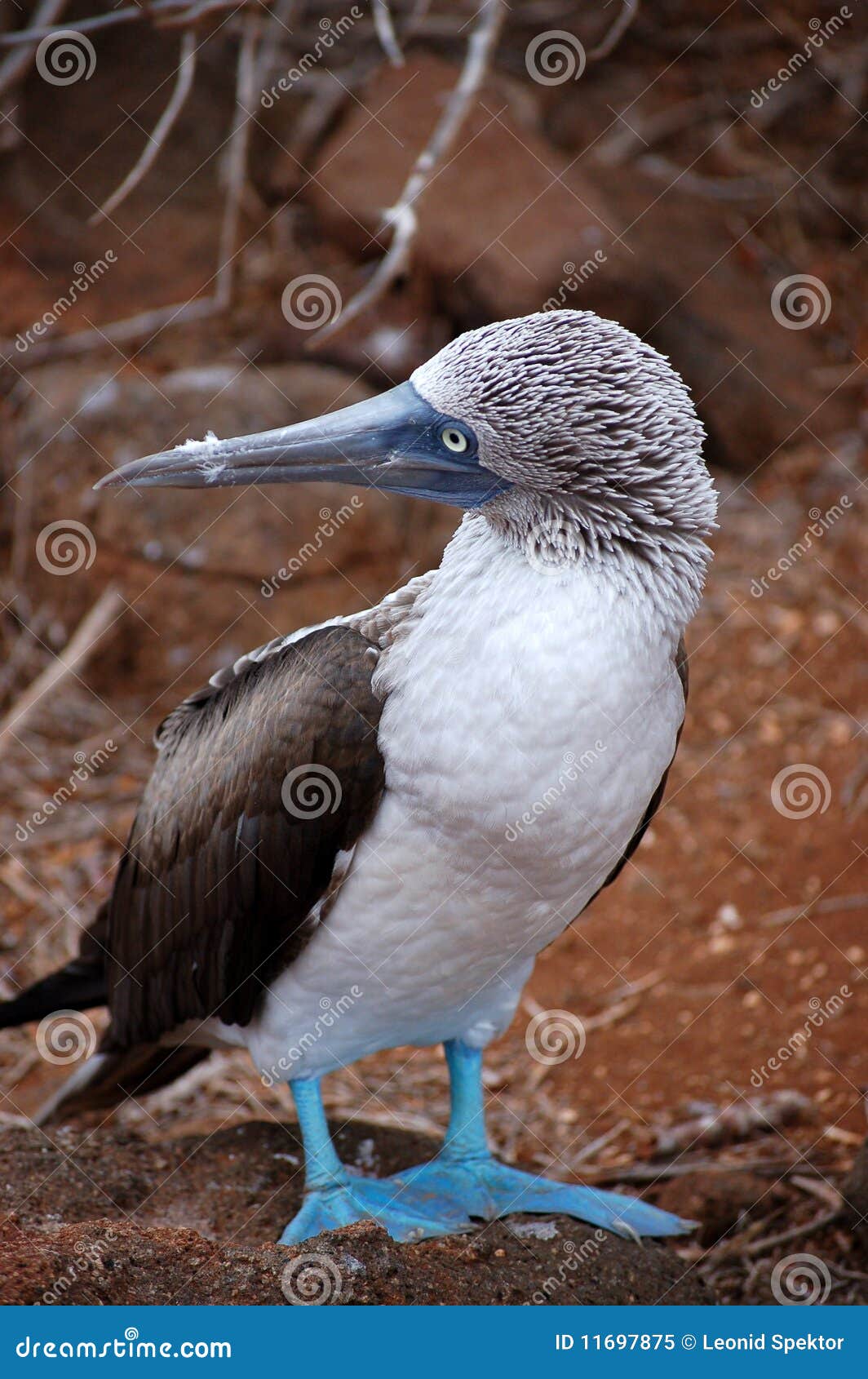 Blue Footed Booby Bird, Galapagos Stock Image - Image of sitting ...