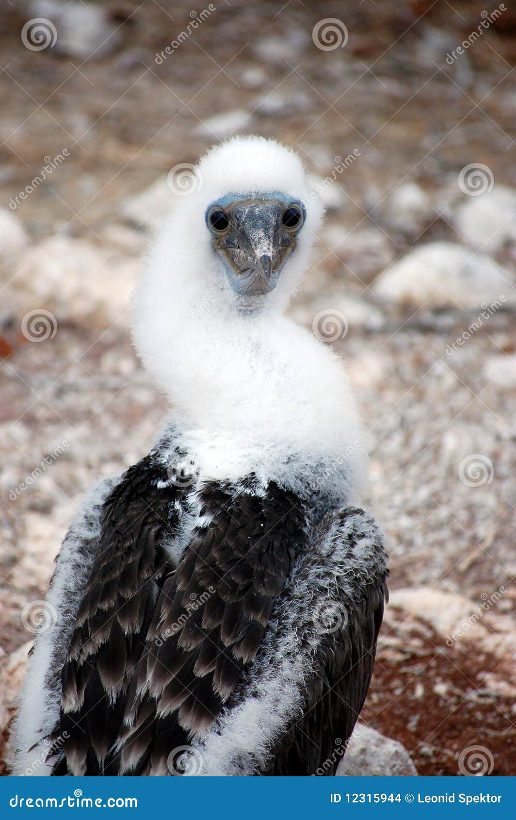 Blue-footed Booby chick. stock photo. Image of brown - 12315944