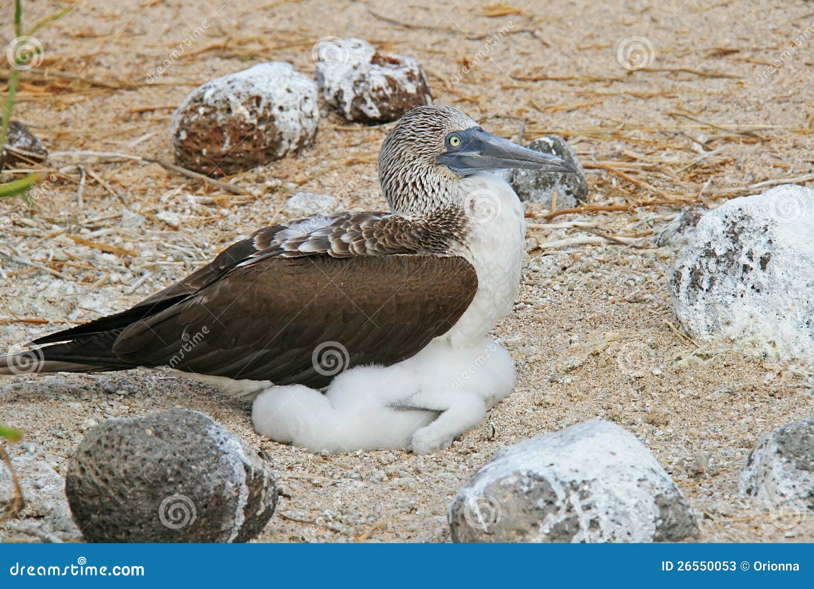 Blue Footed Booby with a Chick Stock Image - Image of aquatic, feet ...