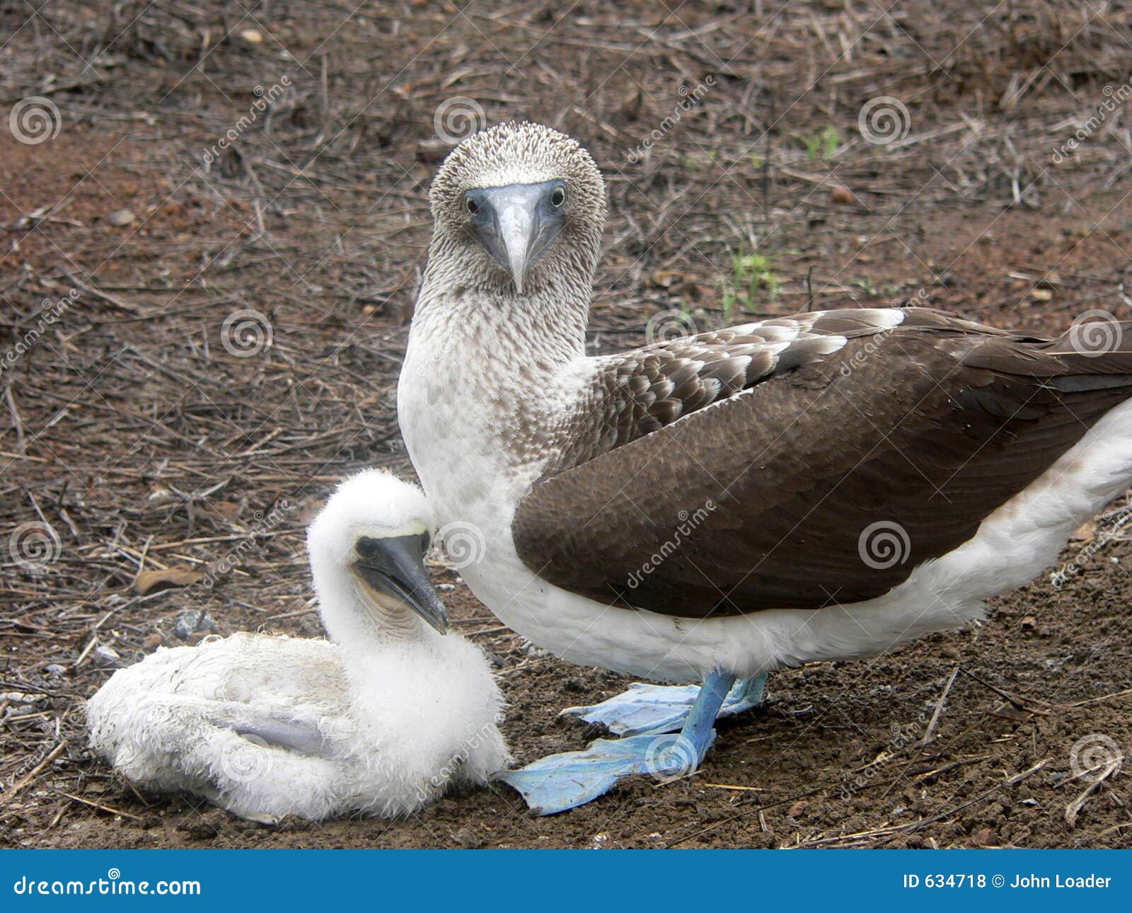 Baby Blue Footed Booby