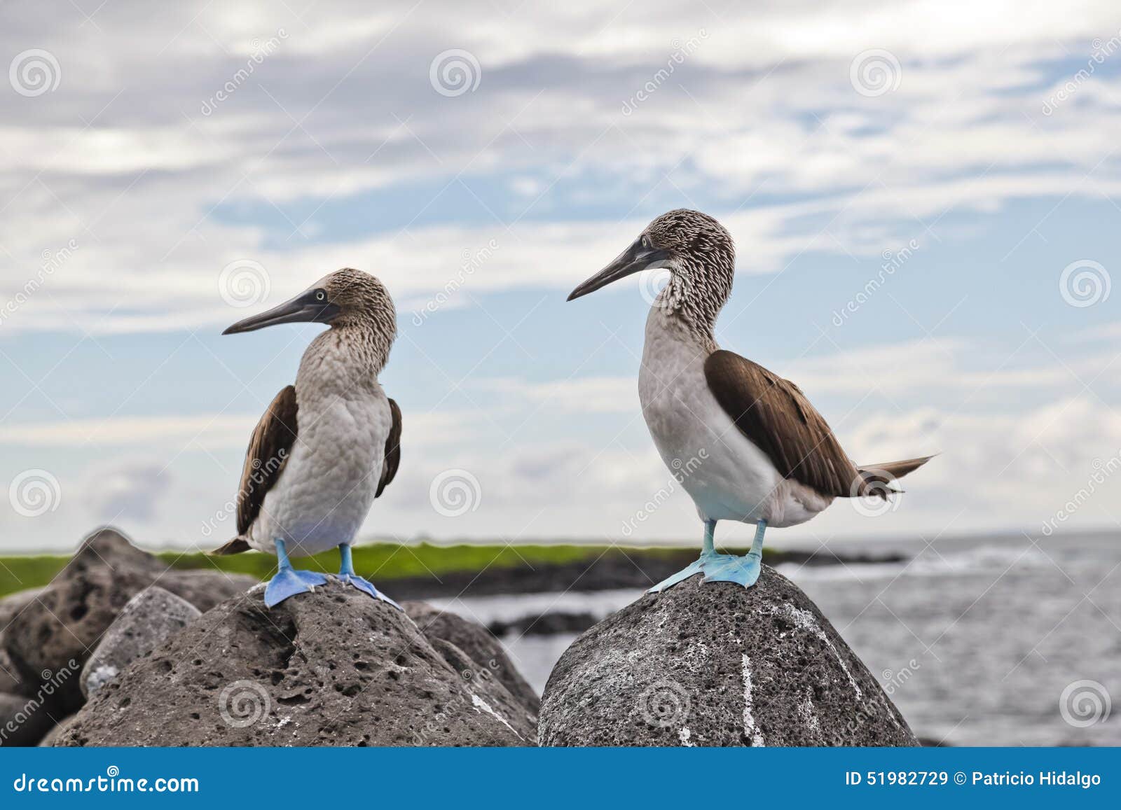Blue-footed booby stock image. Image of wild, white, ecuador - 51982729