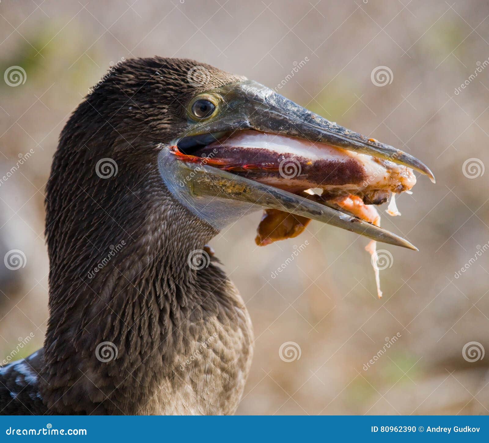Blue-footed Booby Eats Squid. the Galapagos Islands. Birds. Ecuador ...