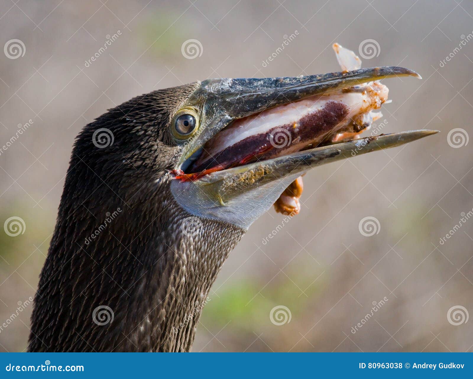 Blue-footed Booby Eats Squid. the Galapagos Islands. Birds. Ecuador ...