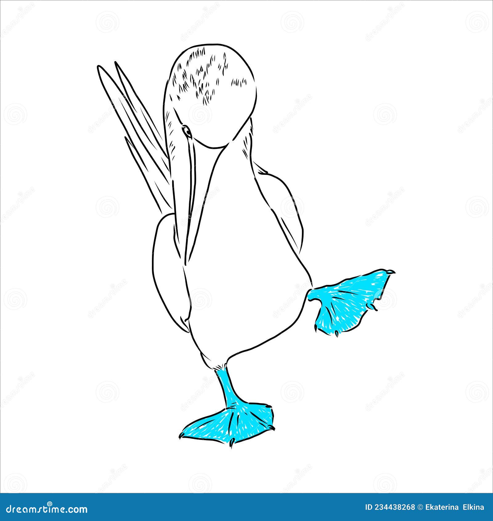 The Blue-footed Booby Line Drawing. Black and White Illustration ...