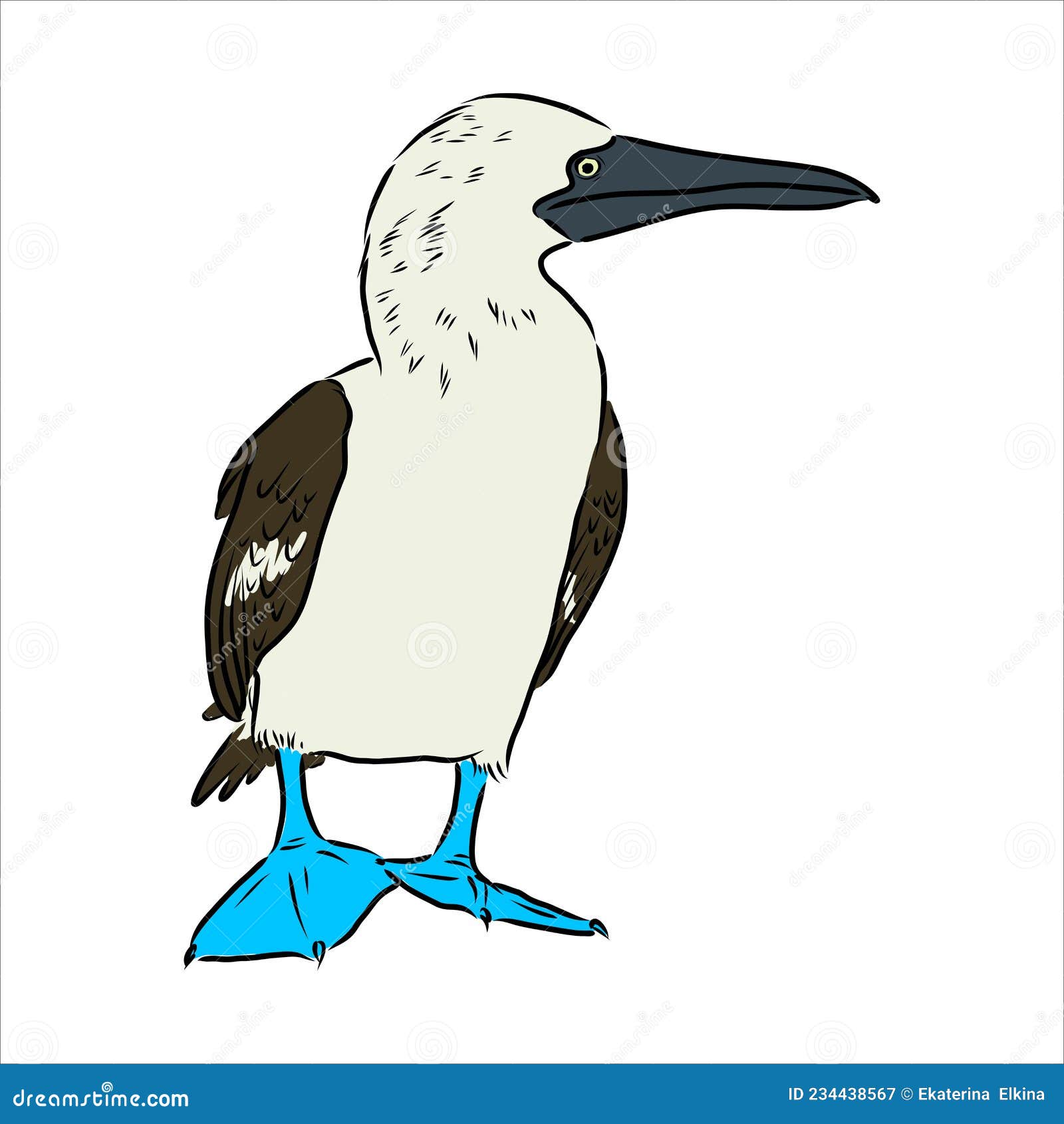 The Blue-footed Booby Line Drawing. Black and White Illustration ...