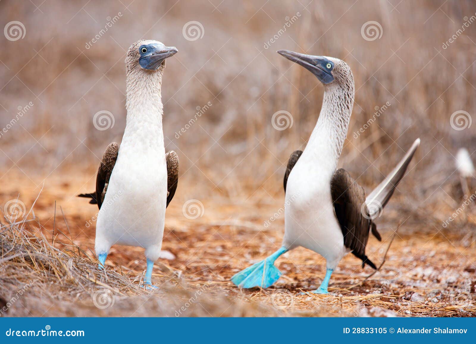 Mating Dance Caribbean Flamingos ( Phoenicopterus Ruber Ruber ) Stock ...