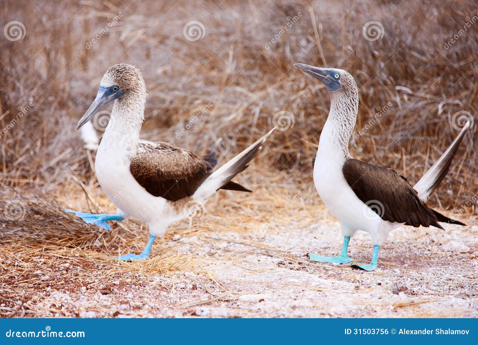 The Mating Dance Of The Snakes Royalty-Free Stock Photography ...