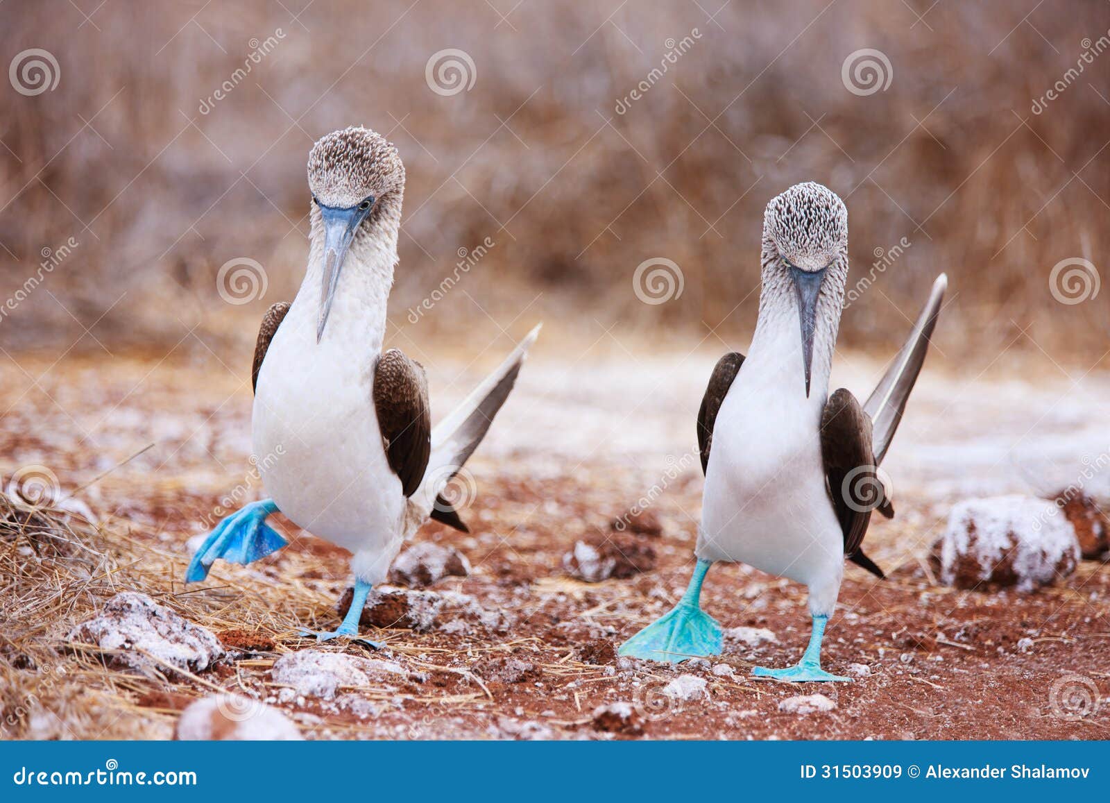 The Mating Dance Of The Snakes Royalty-Free Stock Photography ...