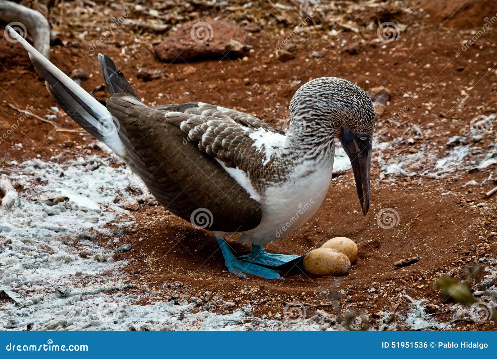 Blue Footed Booby Nesting in the Galapagos Islands Stock Photo - Image ...