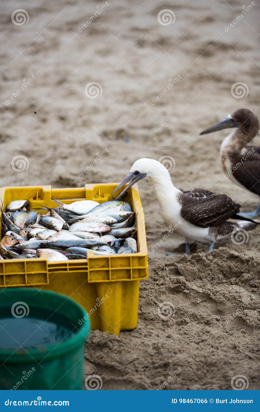 Blue Footed Booby Stealing Fish Stock Photo - Image of steal, pelican ...