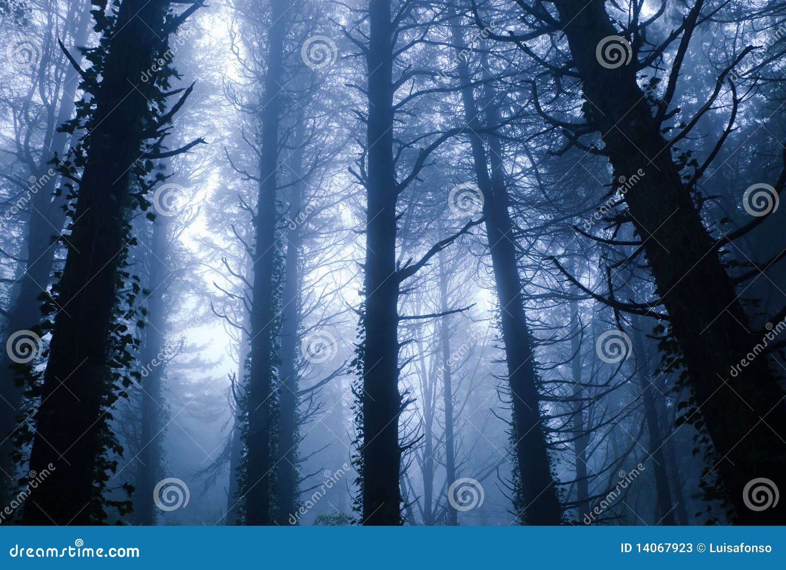 Blue Forest stock image. Image of trunk, life, creation - 14067923